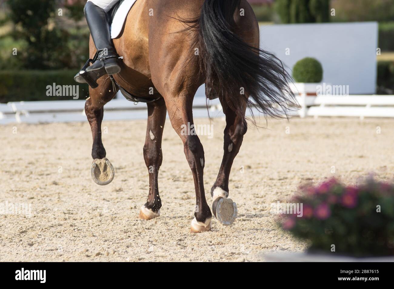 Grand Prix Dressage Horse Half Pass