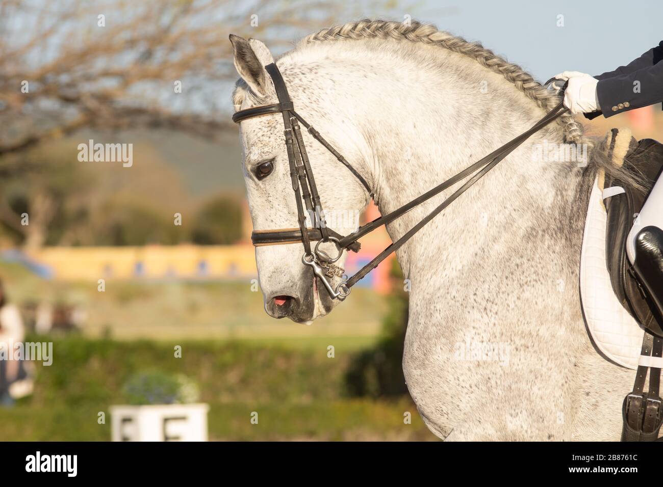 Face portrait of a braided grey spanish horse in a dressage competition ...