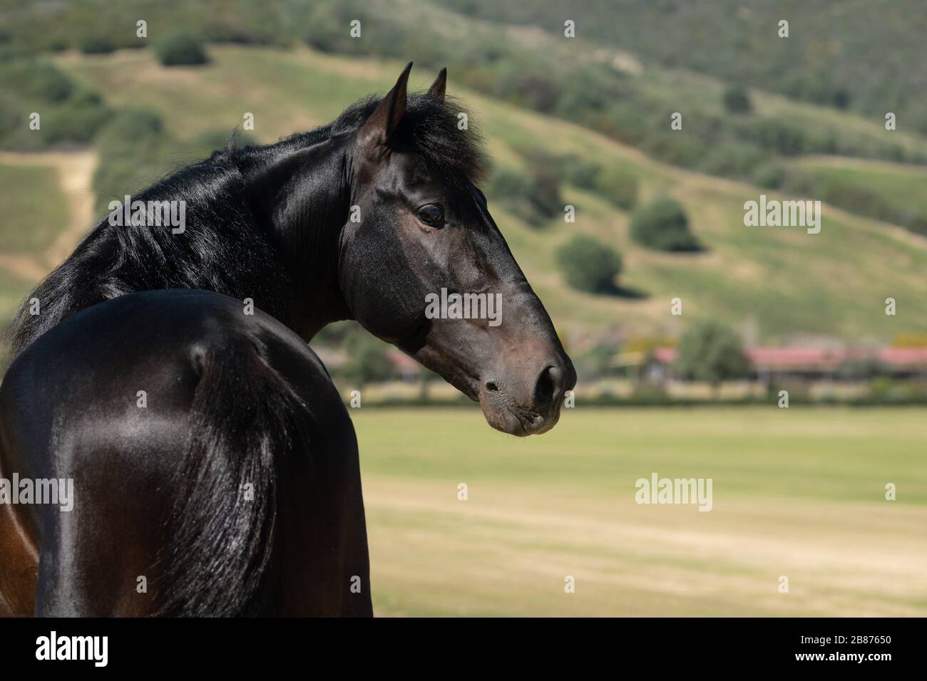 Beautiful horse face hi-res stock photography and images - Alamy