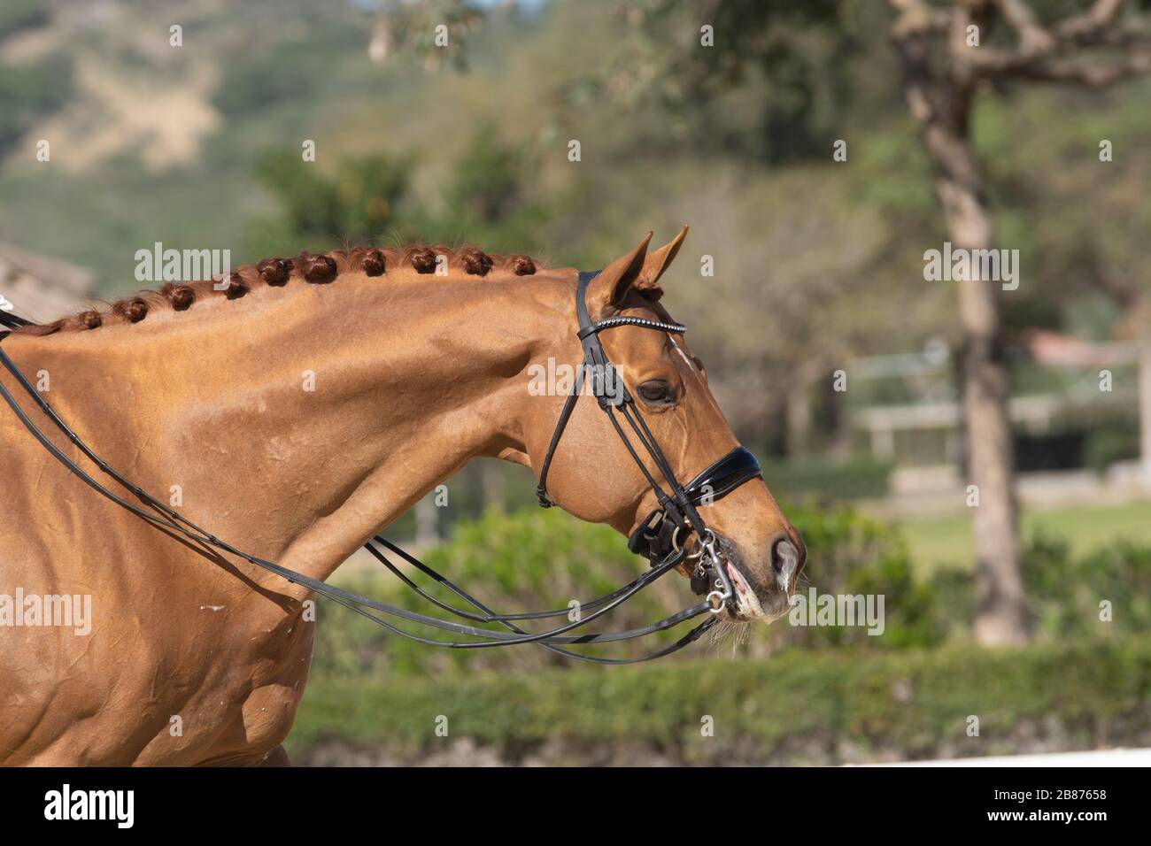 Face portrait of a chestnut hanoverian horse in a dressage competition ...