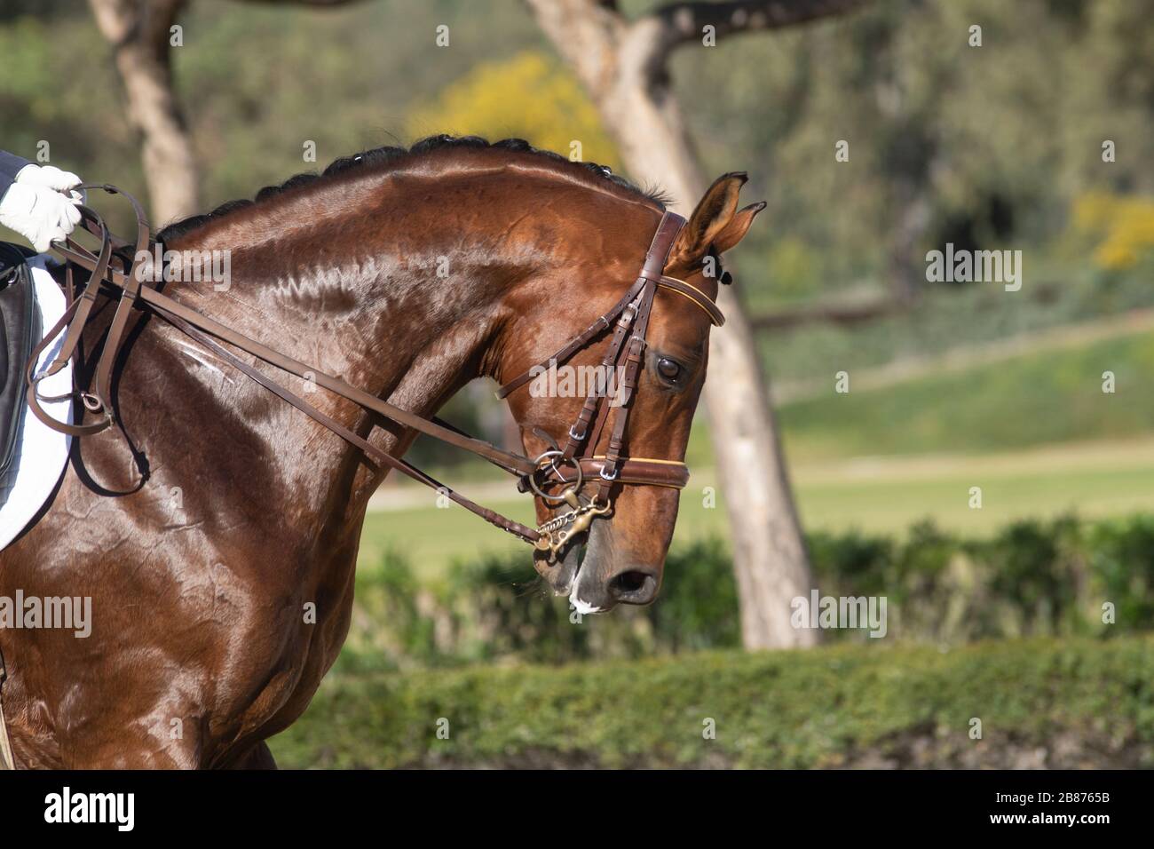 Dressage Horse Head