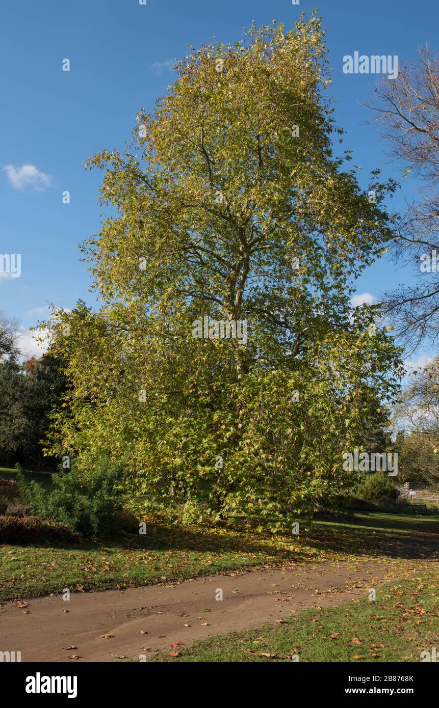 Platanus orientalis (Oriental Plane Tree) in a Country Cottage Garden ...