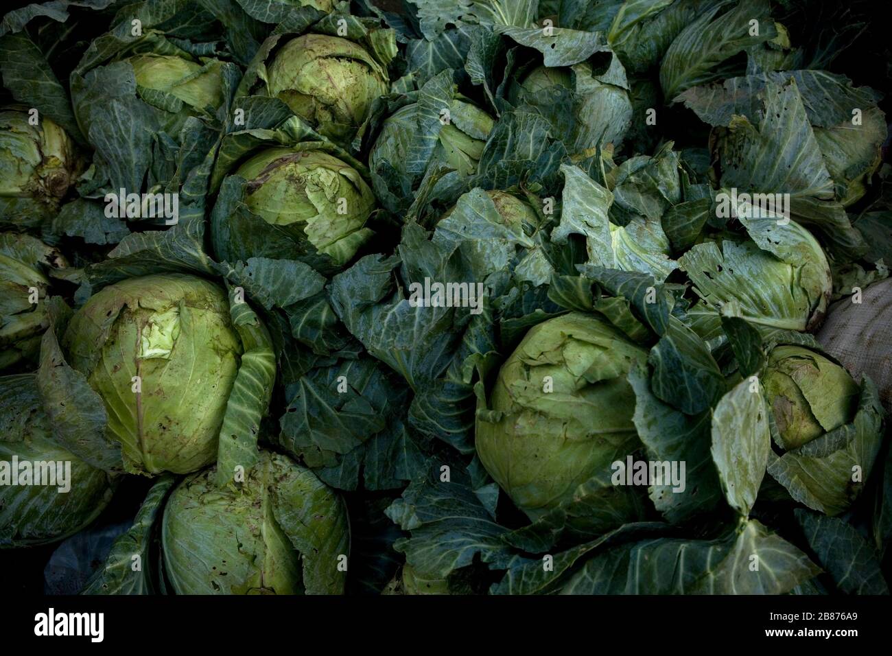 Cabbage ready to be sold at the Nirobi Wakulima market on March 8, 2011 ...