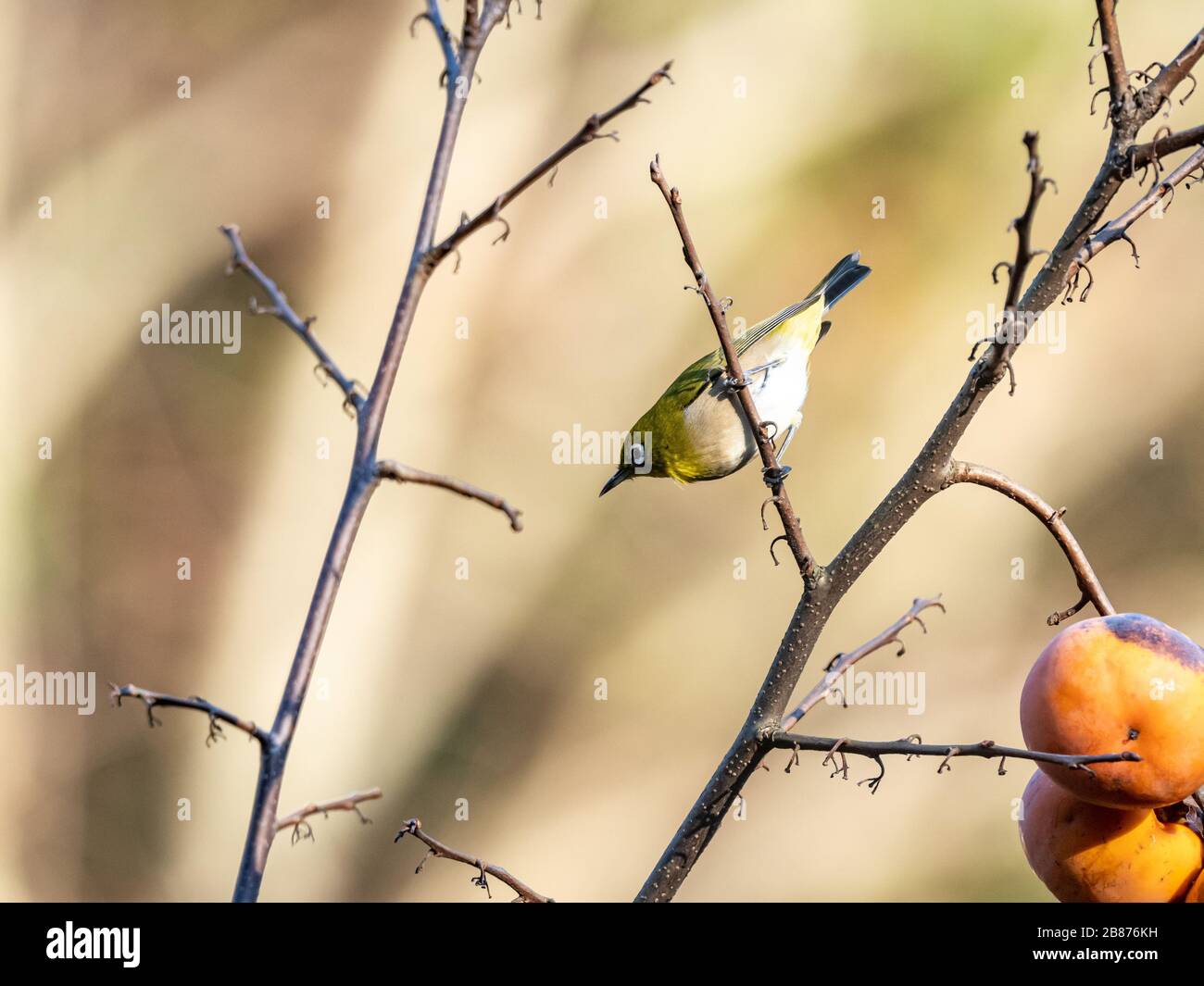 A Japanese white-eye, also called a warbling white-eye or mountain ...