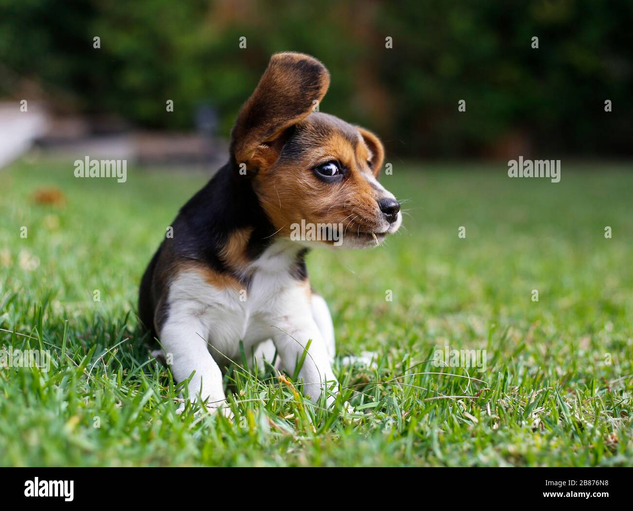 Cachorro beagle hi-res stock photography and images - Alamy