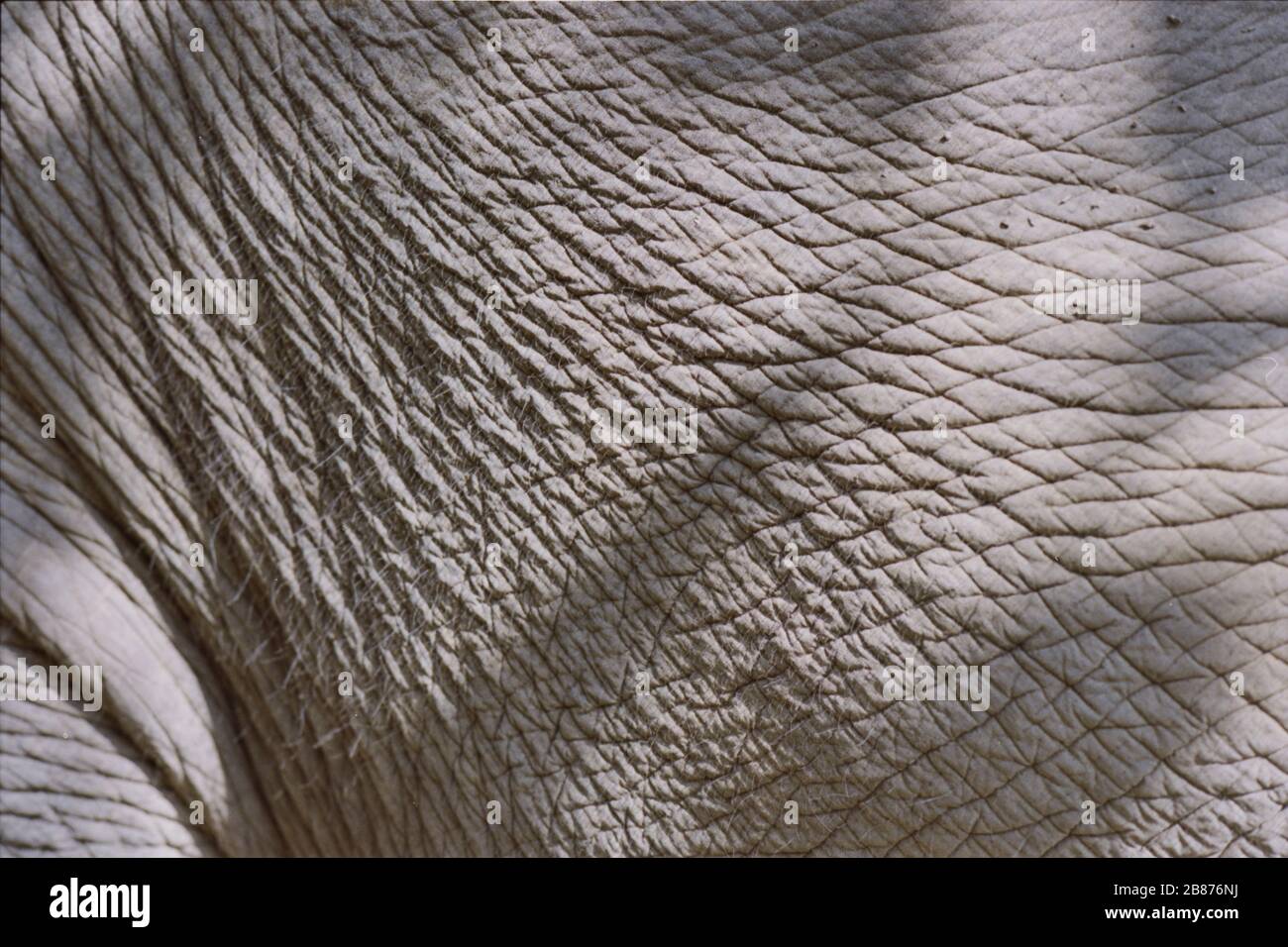 Close up of elephant skin Stock Photo - Alamy