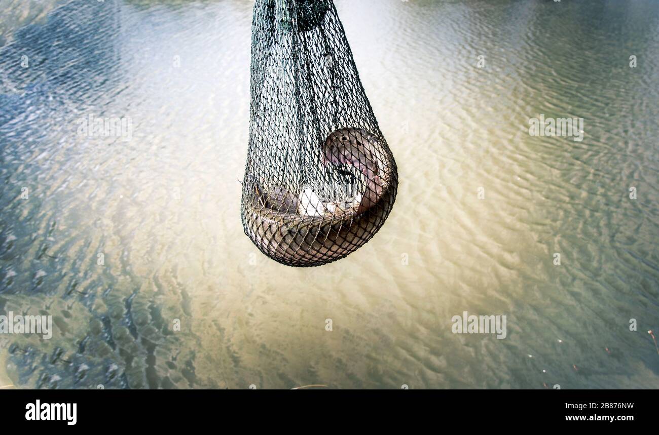 fishing domestic fish in net from water pond Stock Photo - Alamy