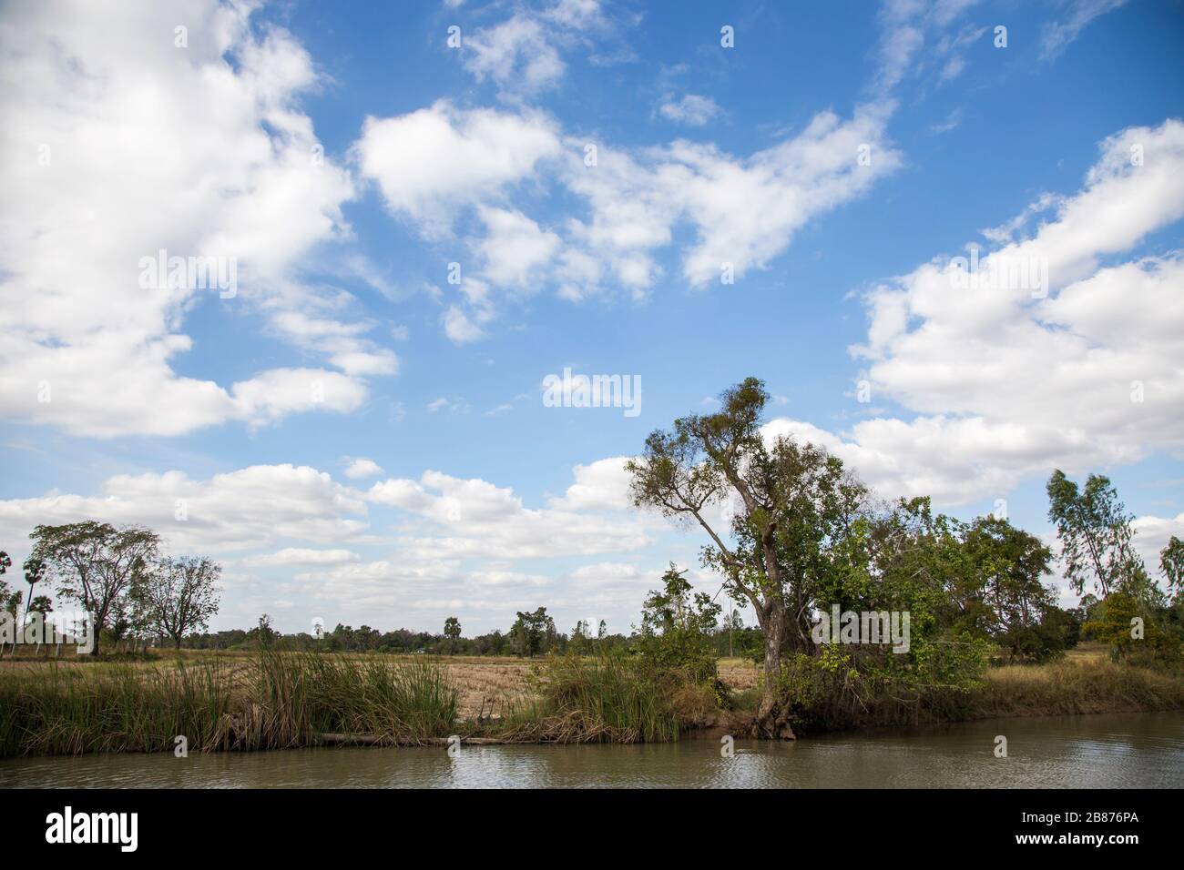 landscape peaceful pond on summer season in beautiful nature Stock ...