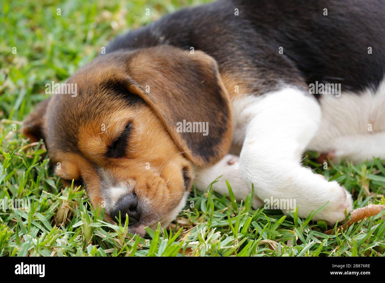 Beagle puppy sleeping Stock Photo - Alamy