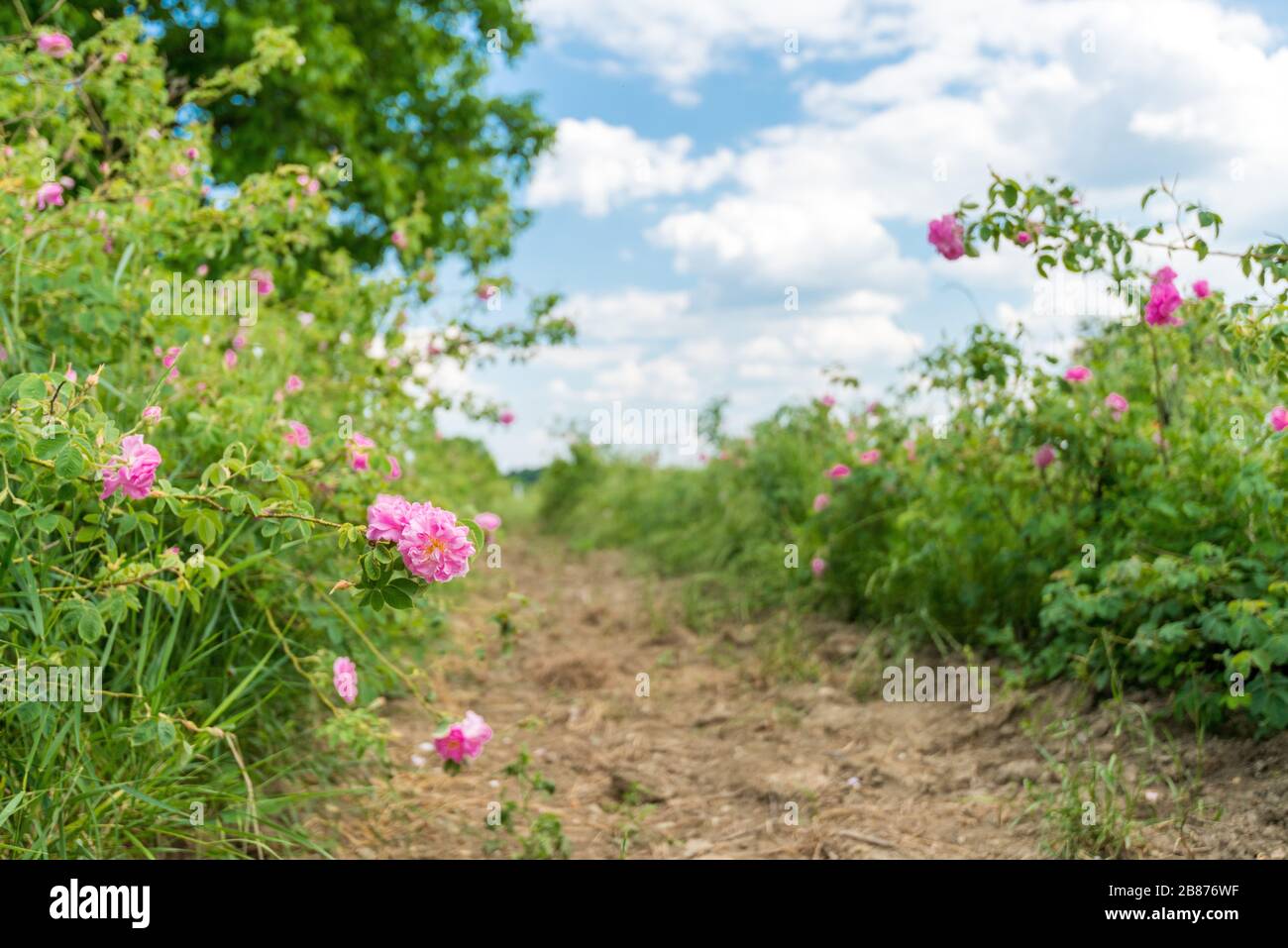 Flowering Damask rose in the field Stock Photo - Alamy