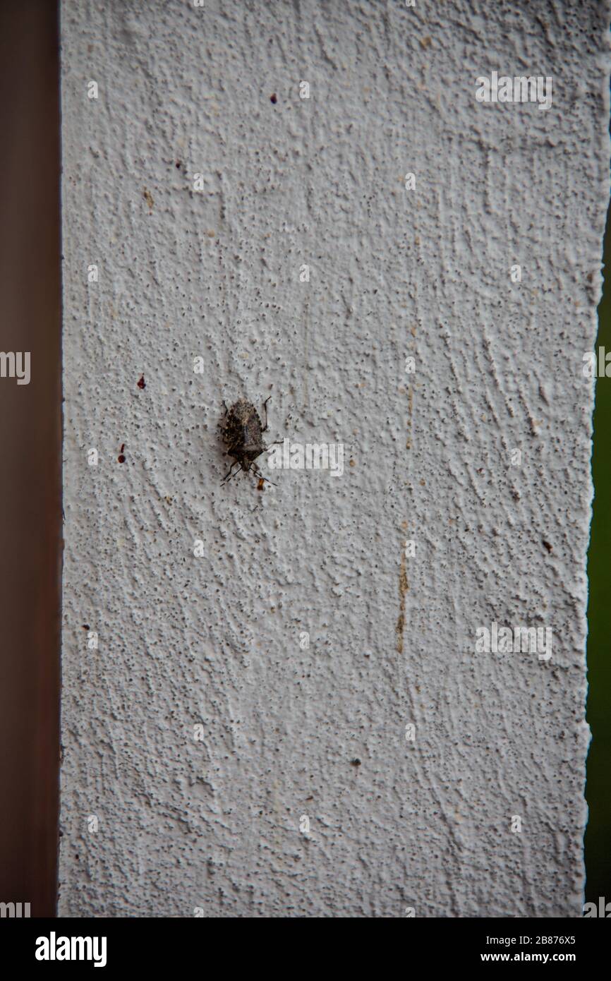 Scabby tree bug on house wall Stock Photo - Alamy