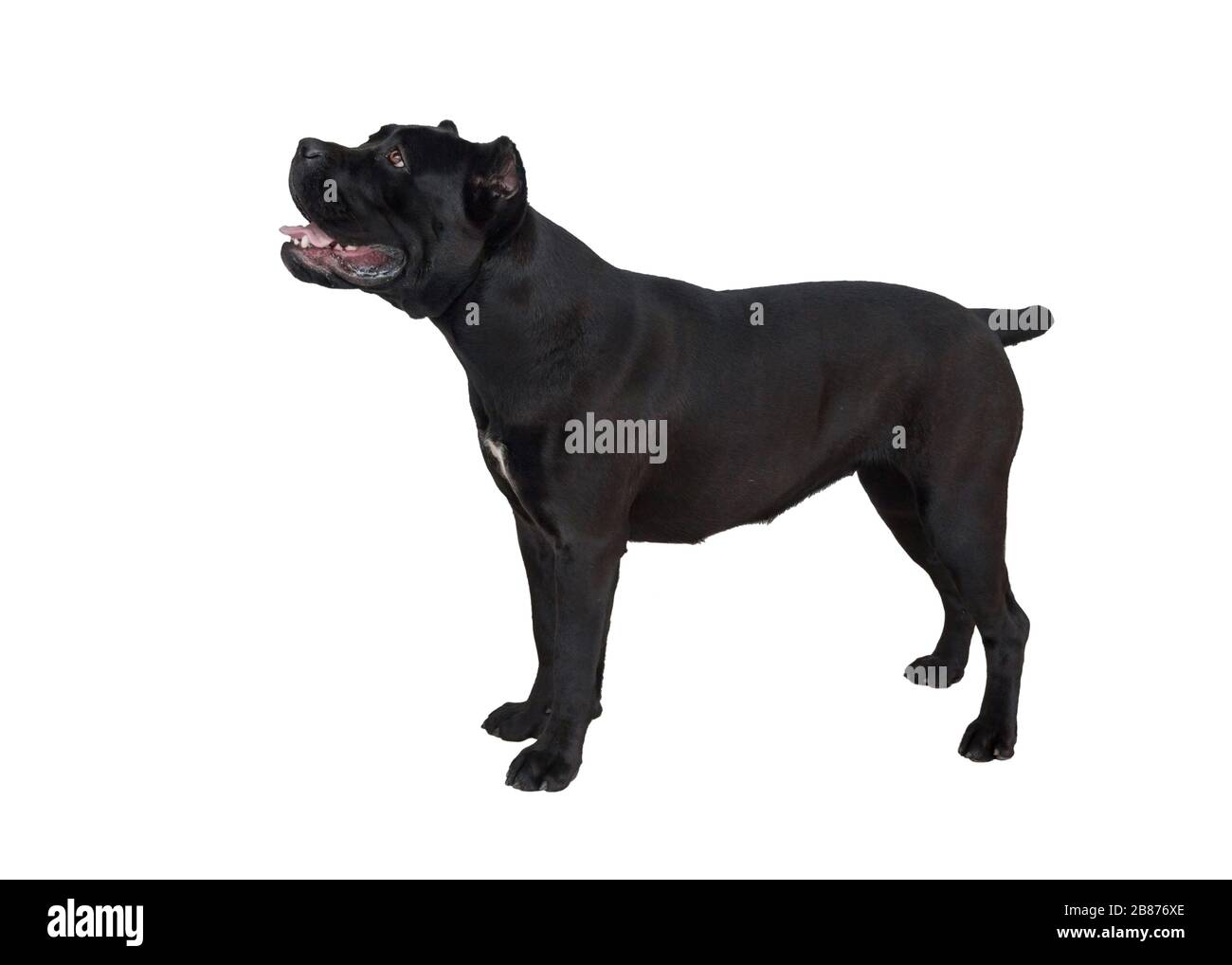 Labrador Corso Cane Corso Lab Mix Pictures Info Traits