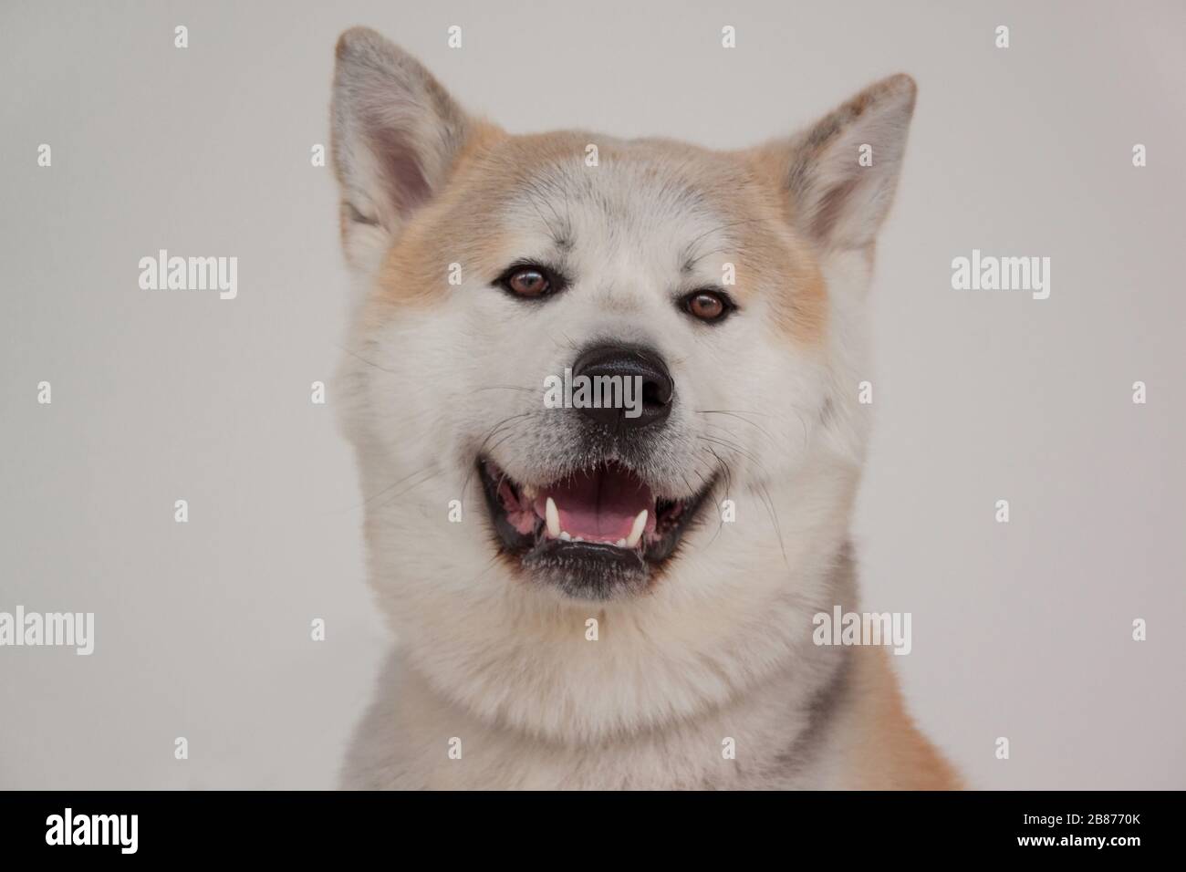 Akita inu isolated on a gray background. Akita ken or japanese akita ...