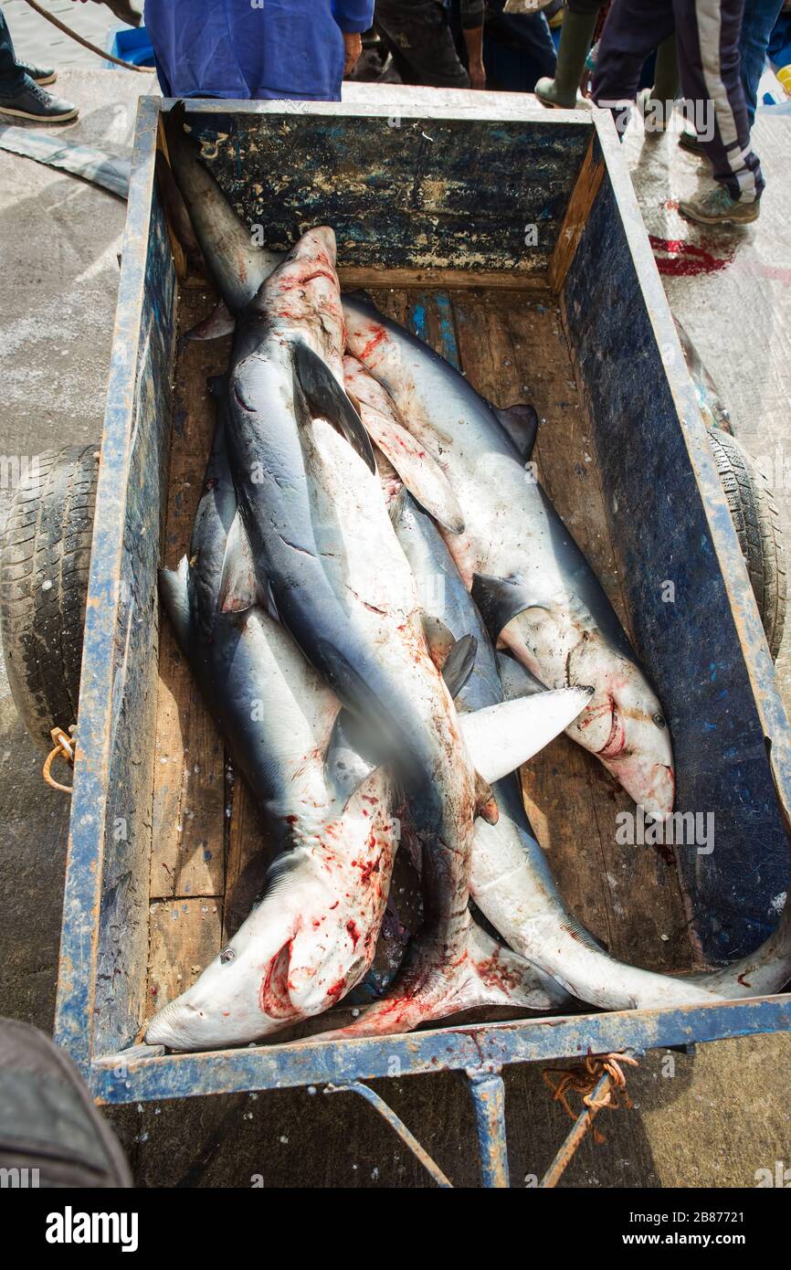 Morocco shark sharks fishing hi-res stock photography and images - Alamy