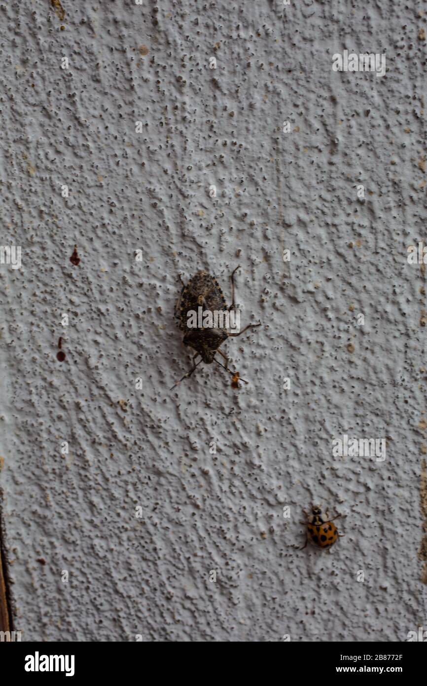 Scabby tree bug on house wall Stock Photo - Alamy