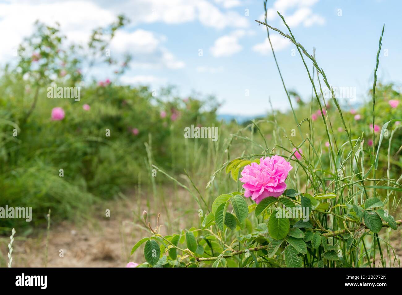 Flowering Damask rose in the field Stock Photo - Alamy