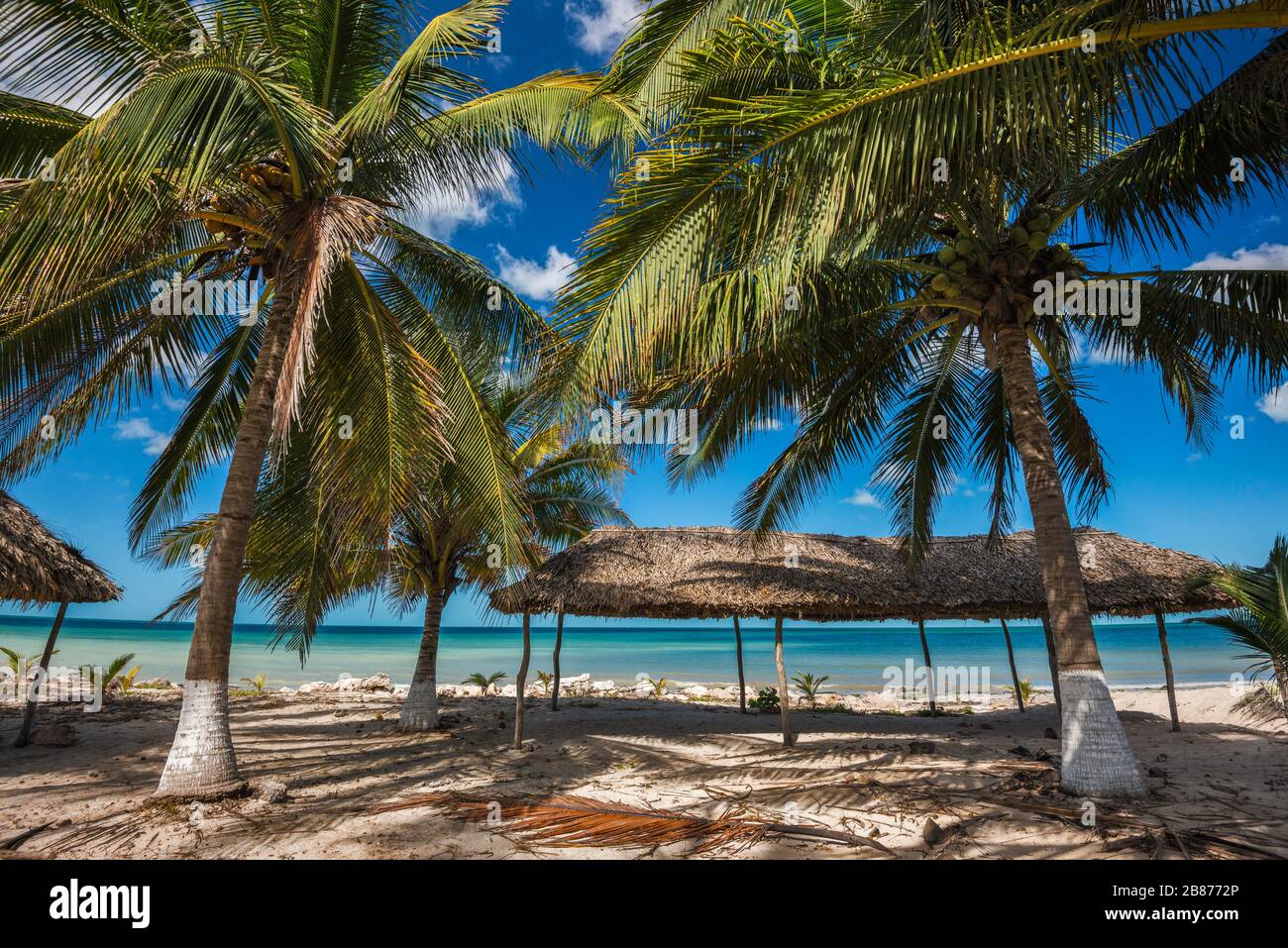Palm trees palapa on beach hi-res stock photography and images - Alamy