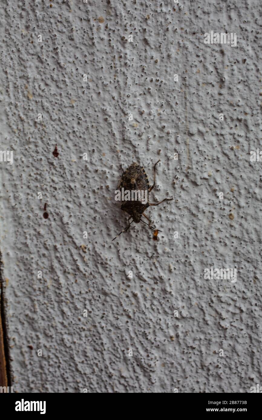 Creepy crawlies house hi-res stock photography and images - Alamy