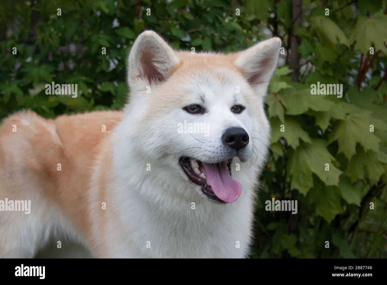 Akita ken hi-res stock photography and images - Alamy