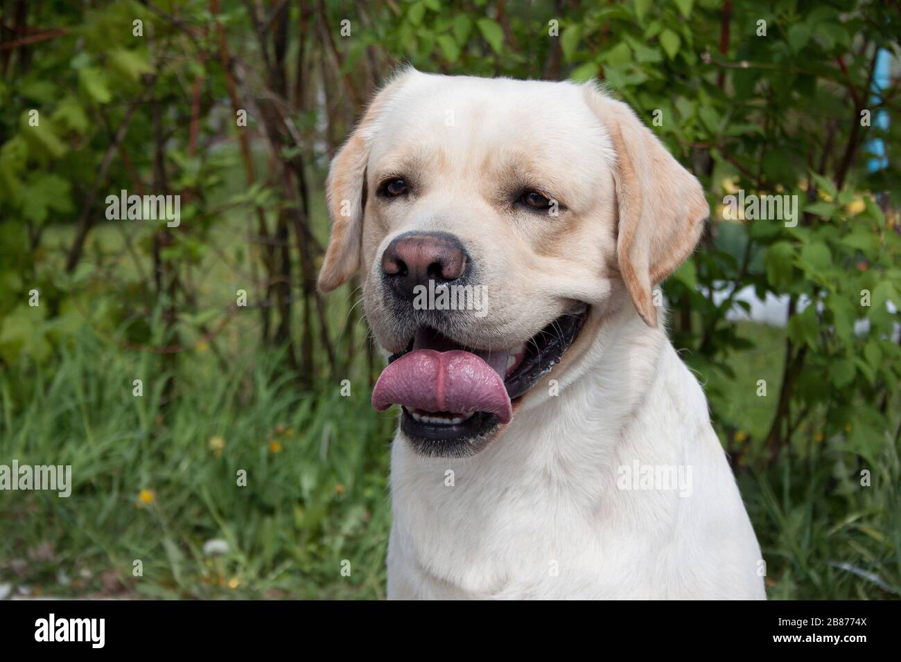 Portrait of cute labrador retriever. Close up. Pet animals. Purebred ...
