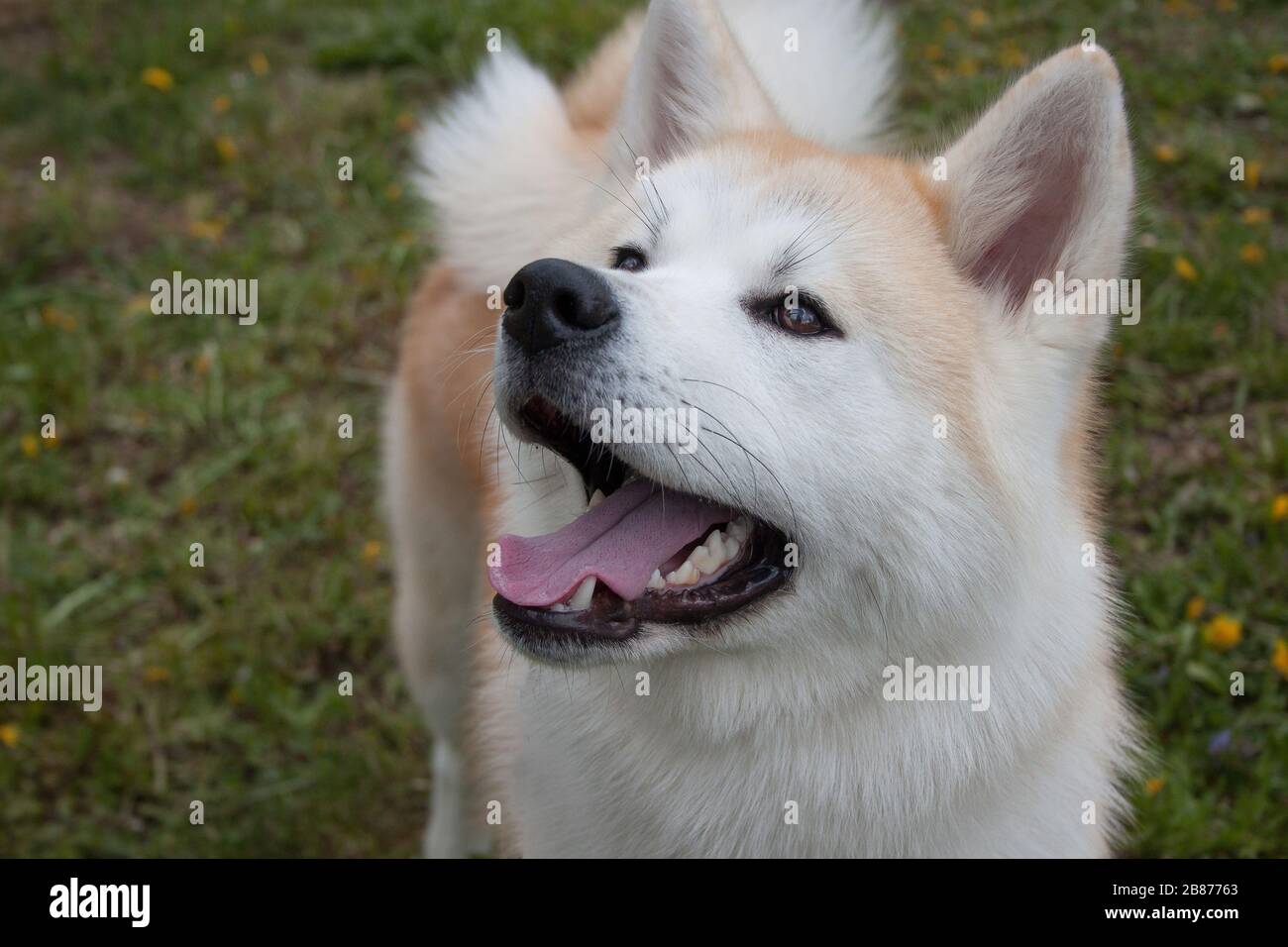 Akita ken hi-res stock photography and images - Alamy