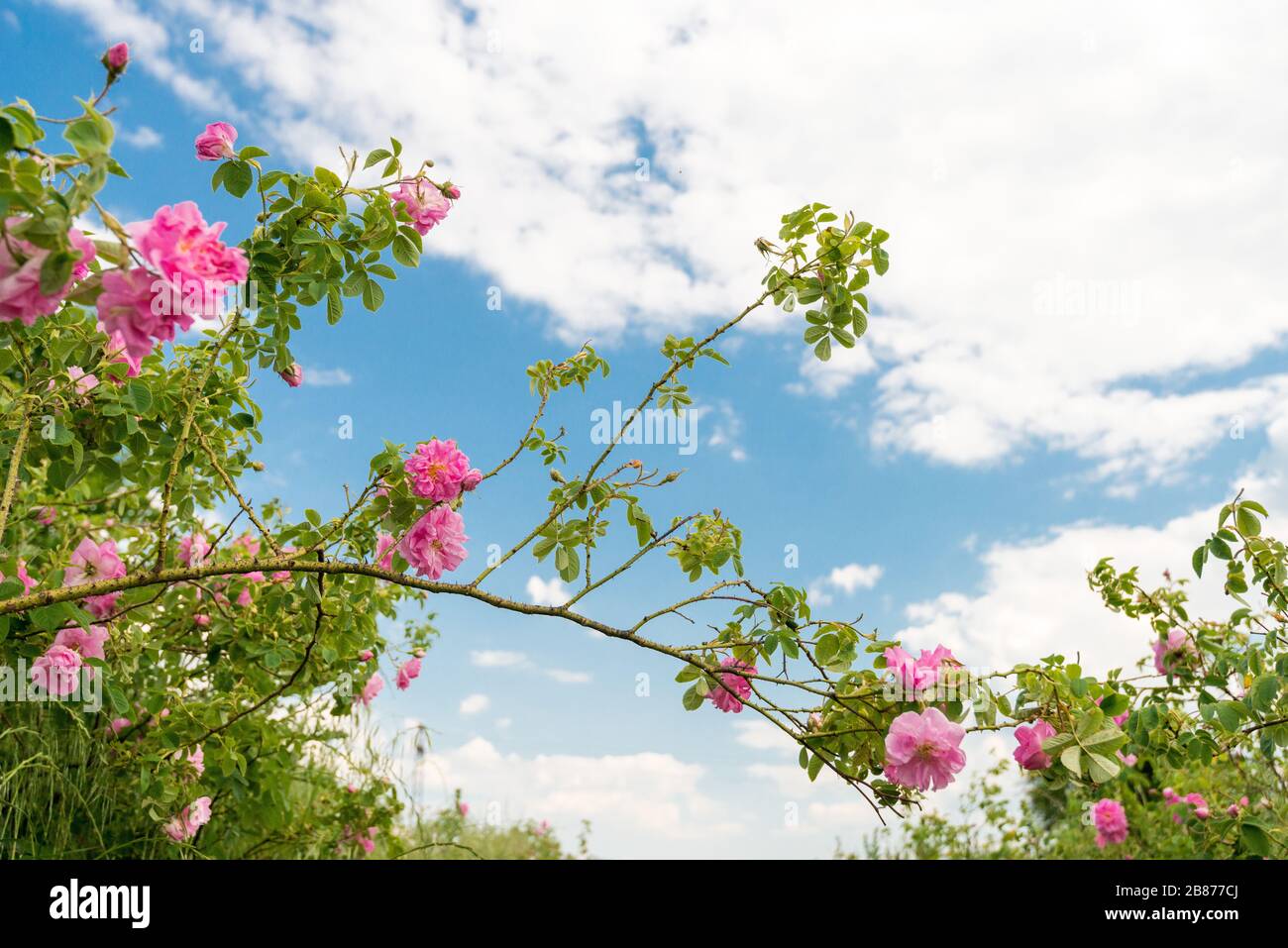 Bulgarian rose damascena field hi-res stock photography and images - Alamy