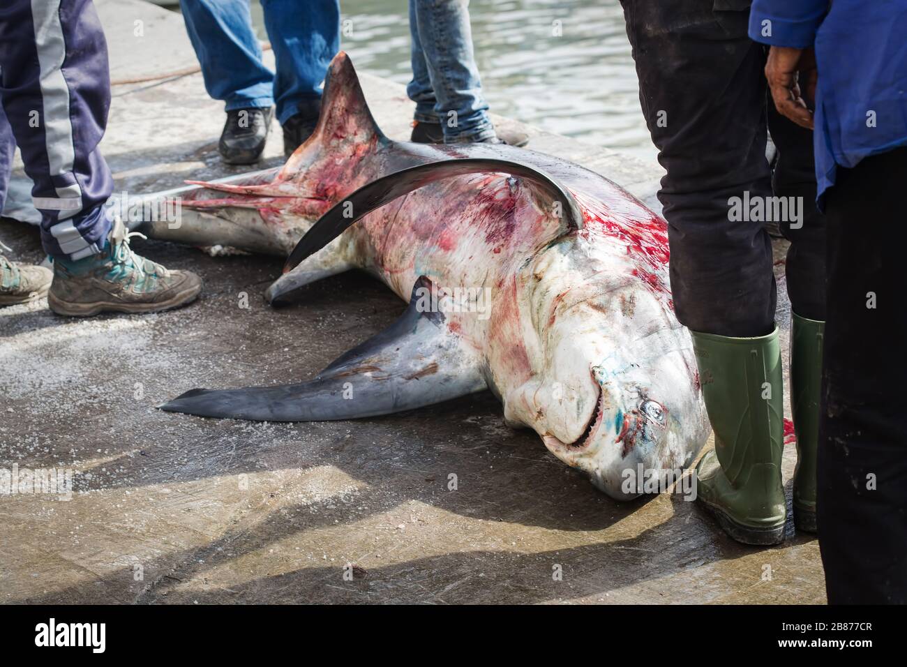 Morocco shark sharks fishing hi-res stock photography and images - Alamy
