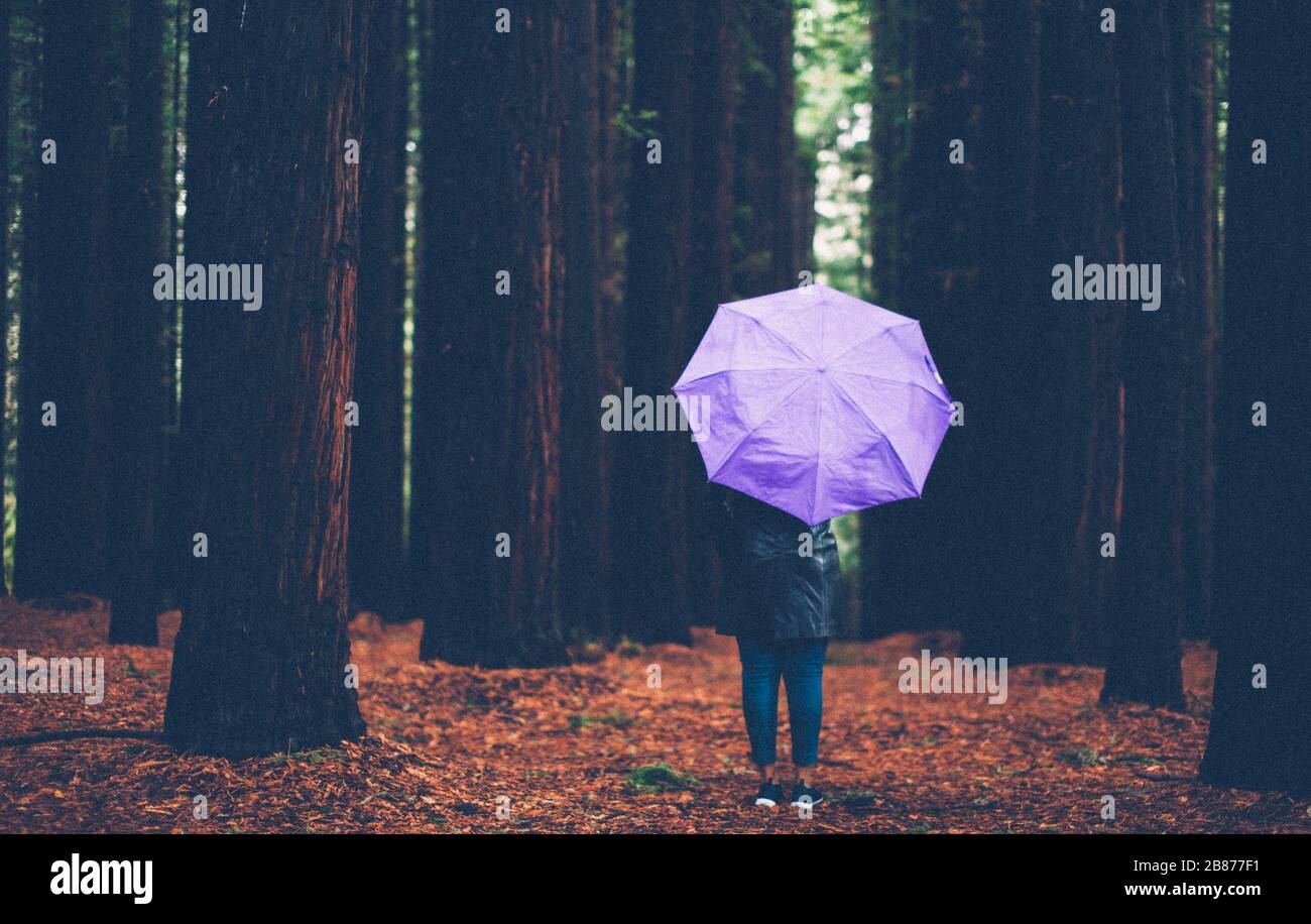 Warburton forest hi-res stock photography and images - Alamy