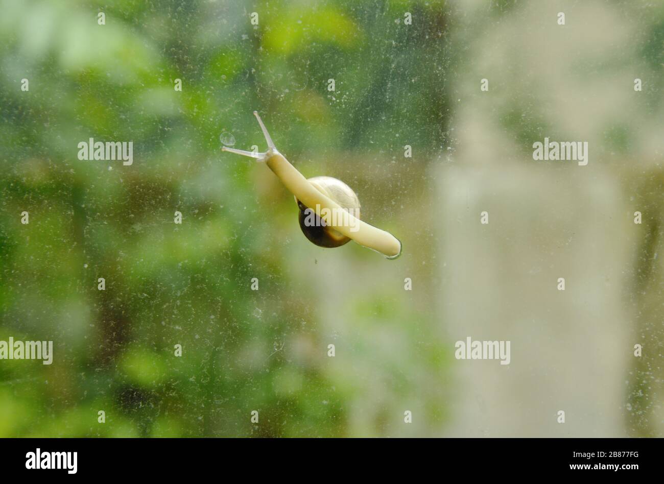 snail crawling slowly on glass door with garden background Stock Photo ...