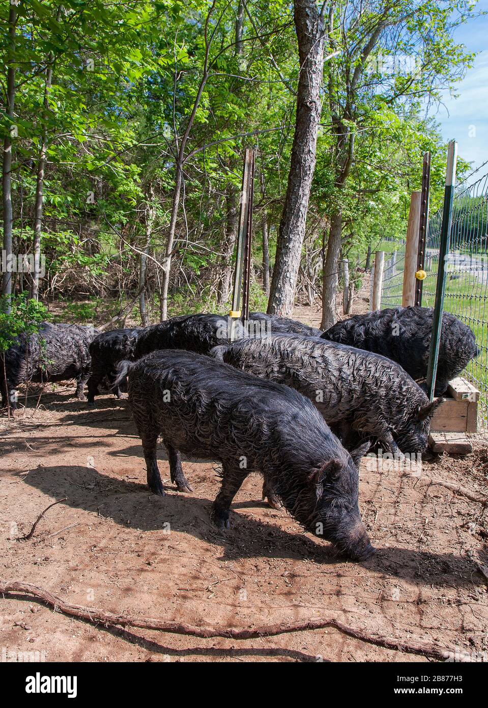 Free range black pigs , American Family farm Stock Photo - Alamy