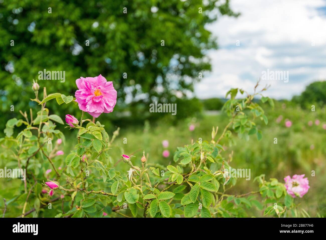 Flowering Damask rose in the field Stock Photo - Alamy
