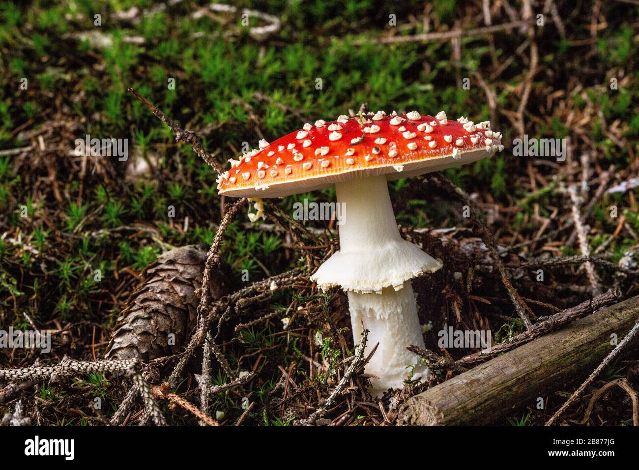 poisonous toadstools on the autumn forest floor Stock Photo - Alamy