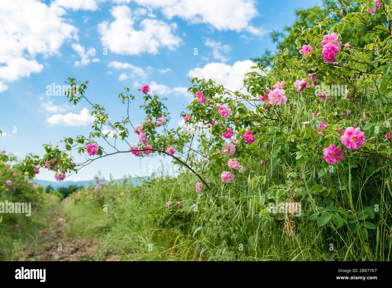 Rose perfume hi-res stock photography and images - Alamy