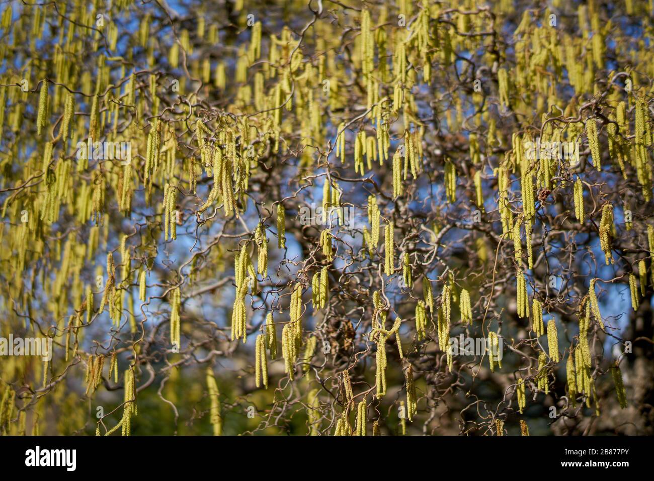 Corylus avellana contorta the common hazel blooming Stock Photo - Alamy