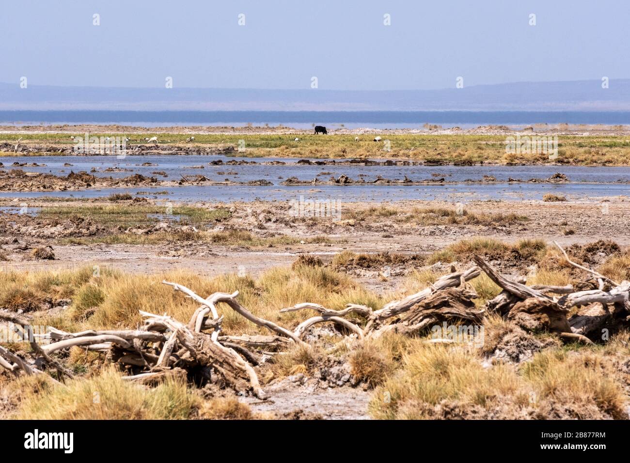 Africa, Djibouti, Lake Abbe. Landscape view of lake Abbe with a beef in ...
