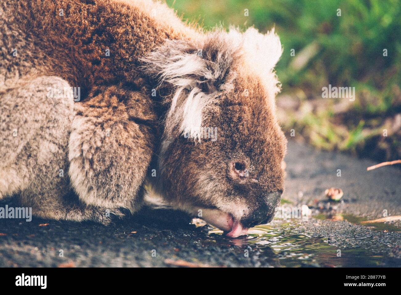 Koala cuteness hi-res stock photography and images - Alamy