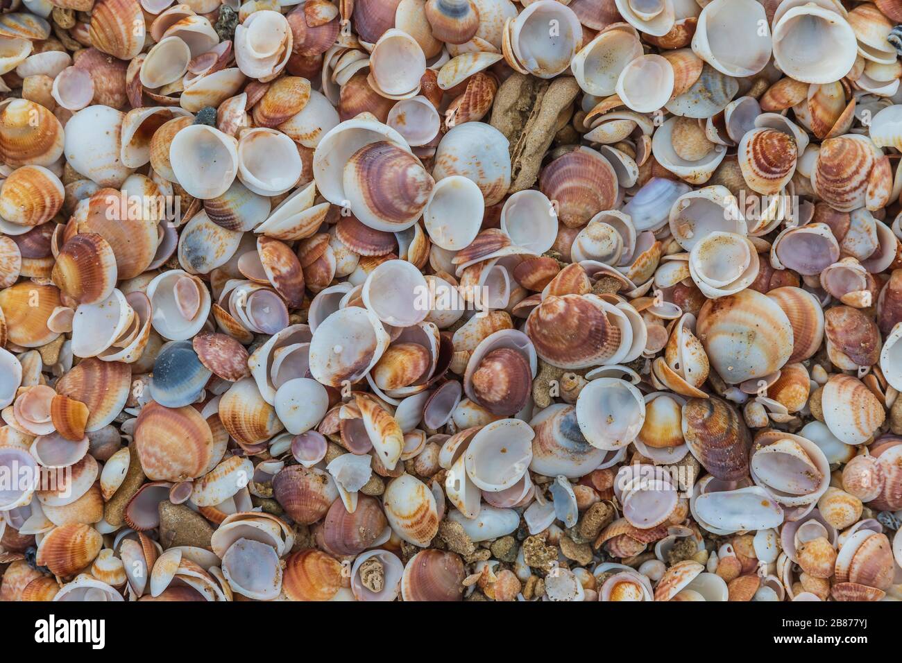 Texture of seashells on the sea coast Stock Photo - Alamy