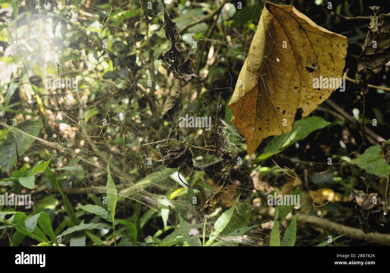Spider net with victims hi-res stock photography and images - Alamy