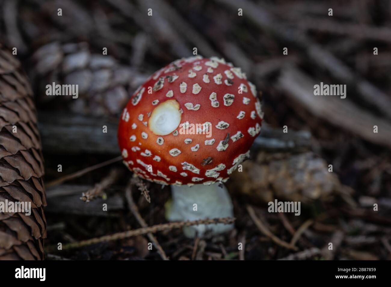 poisonous toadstools on the autumn forest floor Stock Photo - Alamy