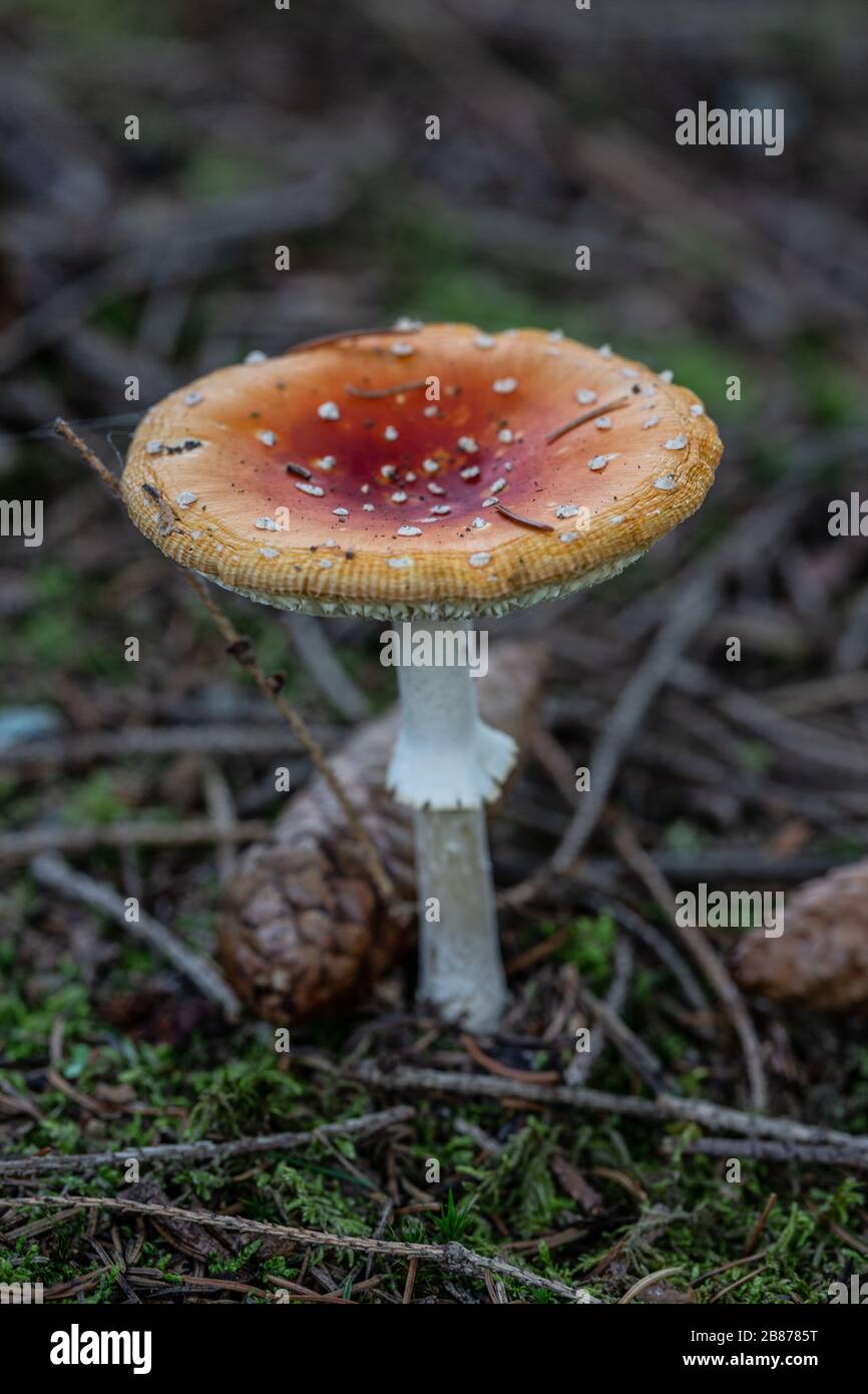 poisonous toadstools on the autumn forest floor Stock Photo - Alamy
