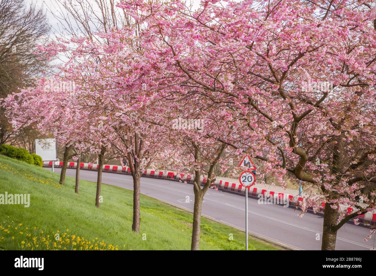 Springtime, cherry blossoms at Alexandra Park in London Stock Photo - Alamy