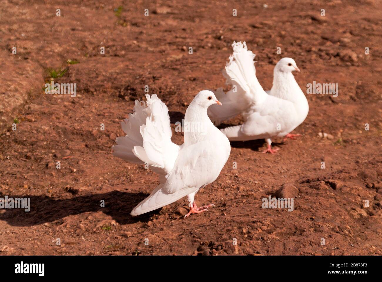 Deaf birds hi-res stock photography and images - Alamy