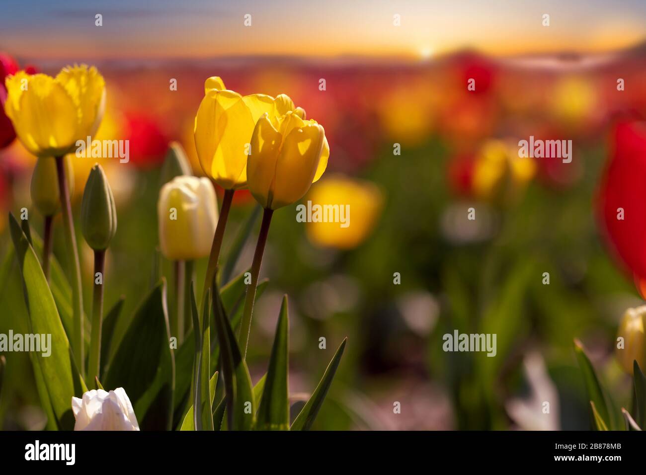 Back View And Bud High Resolution Stock Photography and Images - Alamy