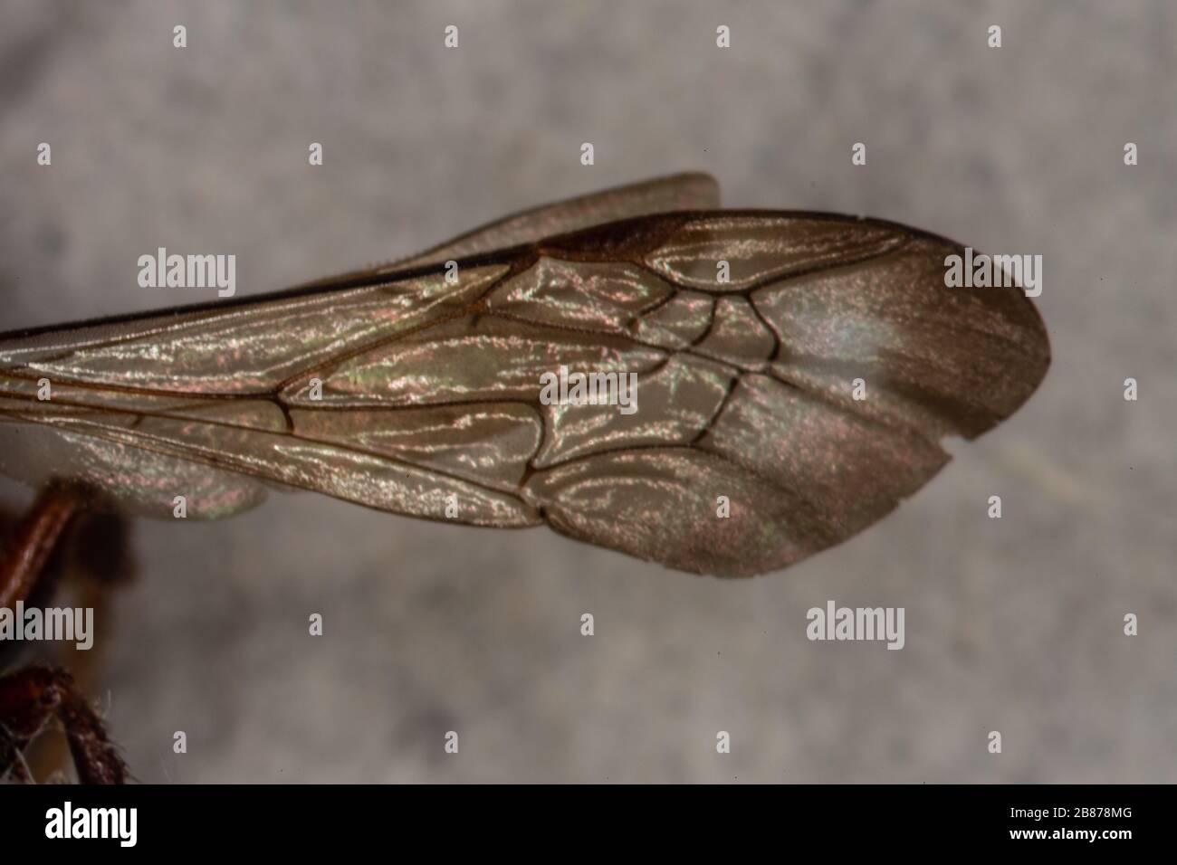 Wasp wings with veins and pores Stock Photo - Alamy