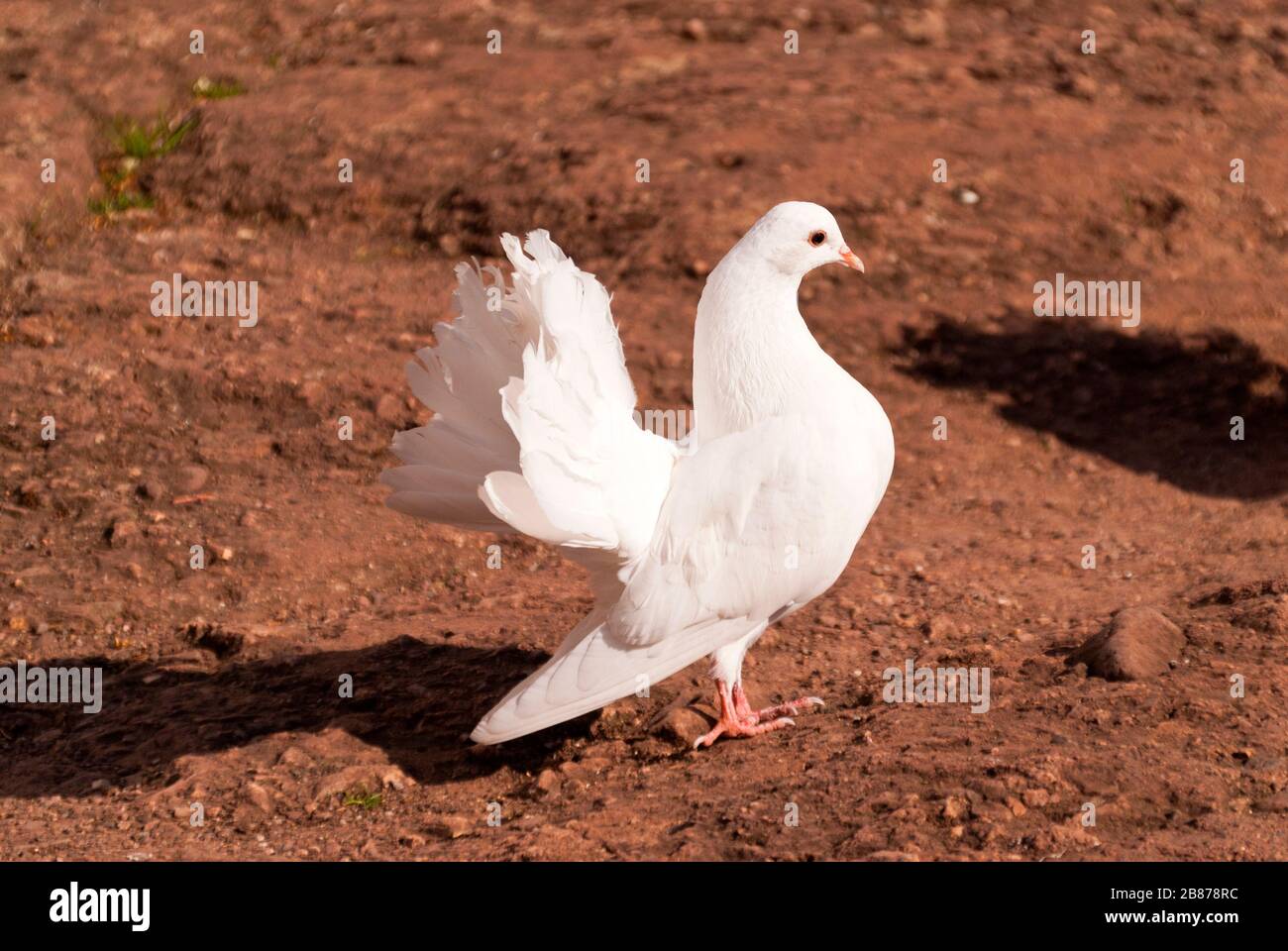 Deaf birds hi-res stock photography and images - Alamy