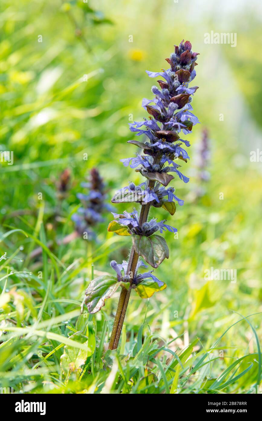Ajuga reptans bugle medicinal plant hi-res stock photography and images ...