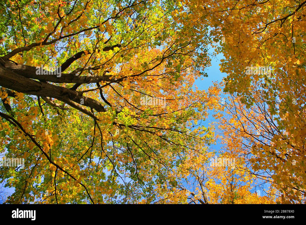 Autumn trees with yellow leaves in Toronto park Stock Photo - Alamy