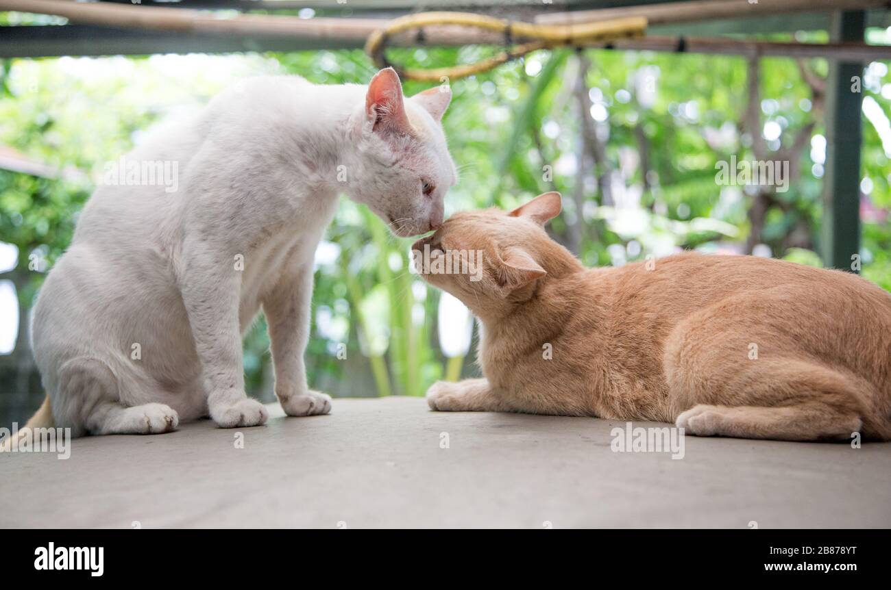 Cute feline moment hi-res stock photography and images - Alamy