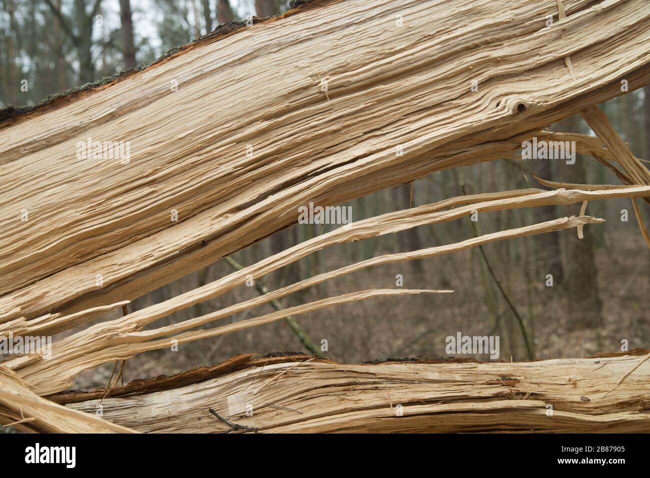 Forest scene with fallen tree hi-res stock photography and images - Alamy