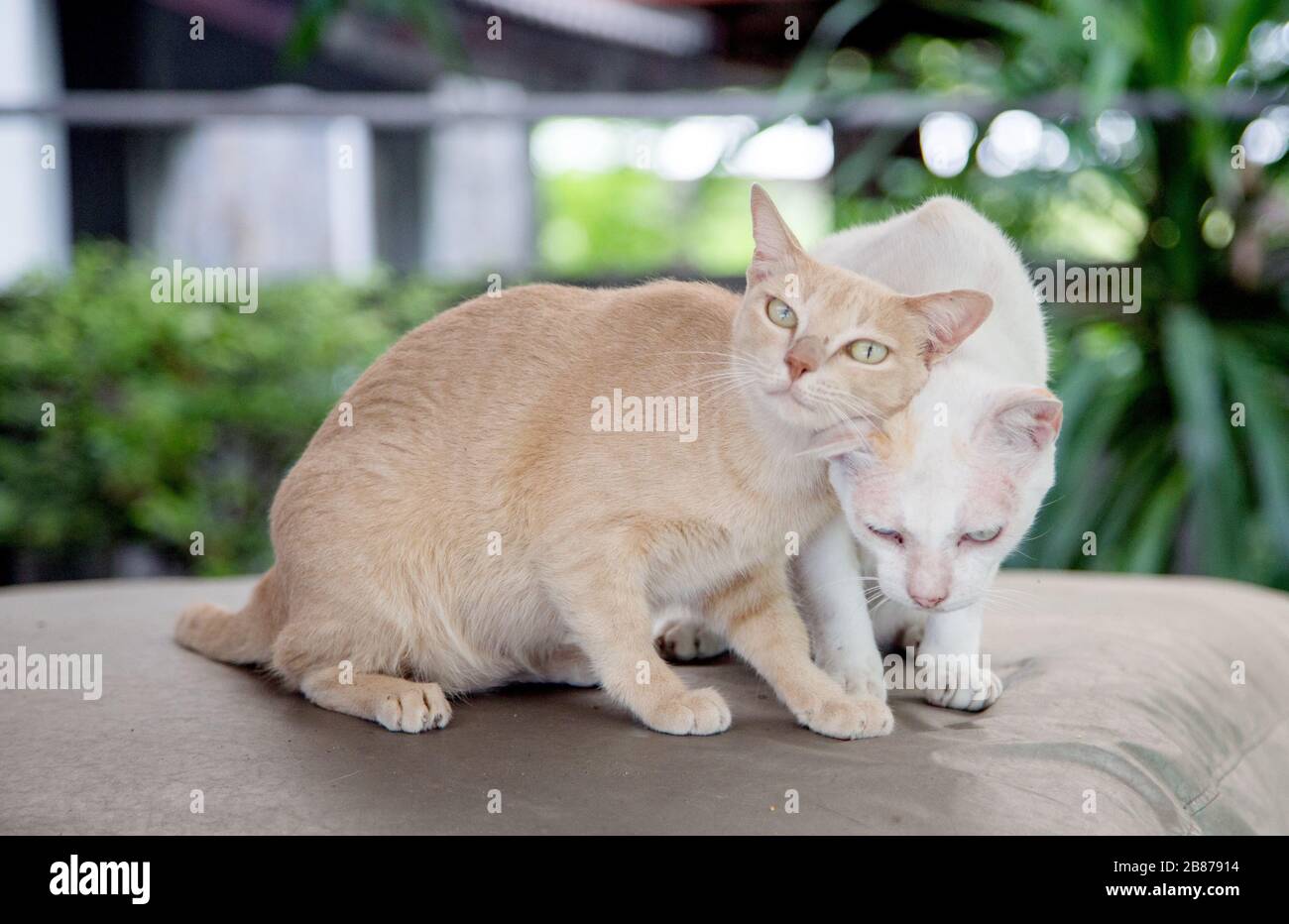 lovely moment of kitty kiss cat. cute mammal animal with love concept ...